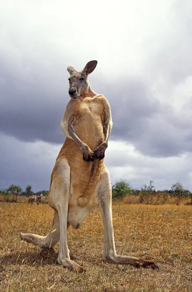 Kangaroo muscle Stock Photos, Royalty Free Kangaroo muscle Images ...