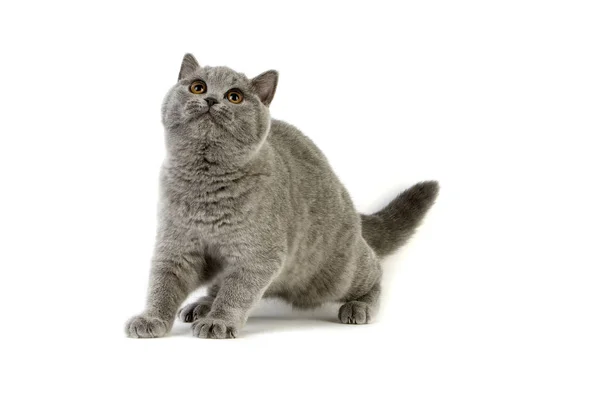 Blue British Shorthair Domestic Cat Female Sitting White Background ...