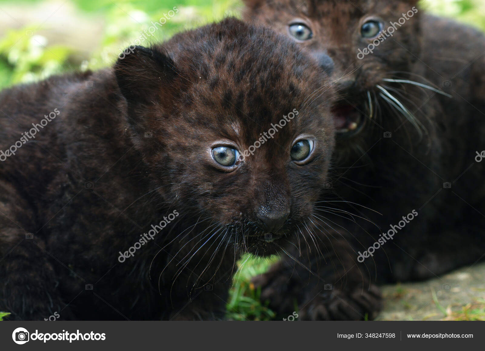 Zwarte Panter Dier Baby