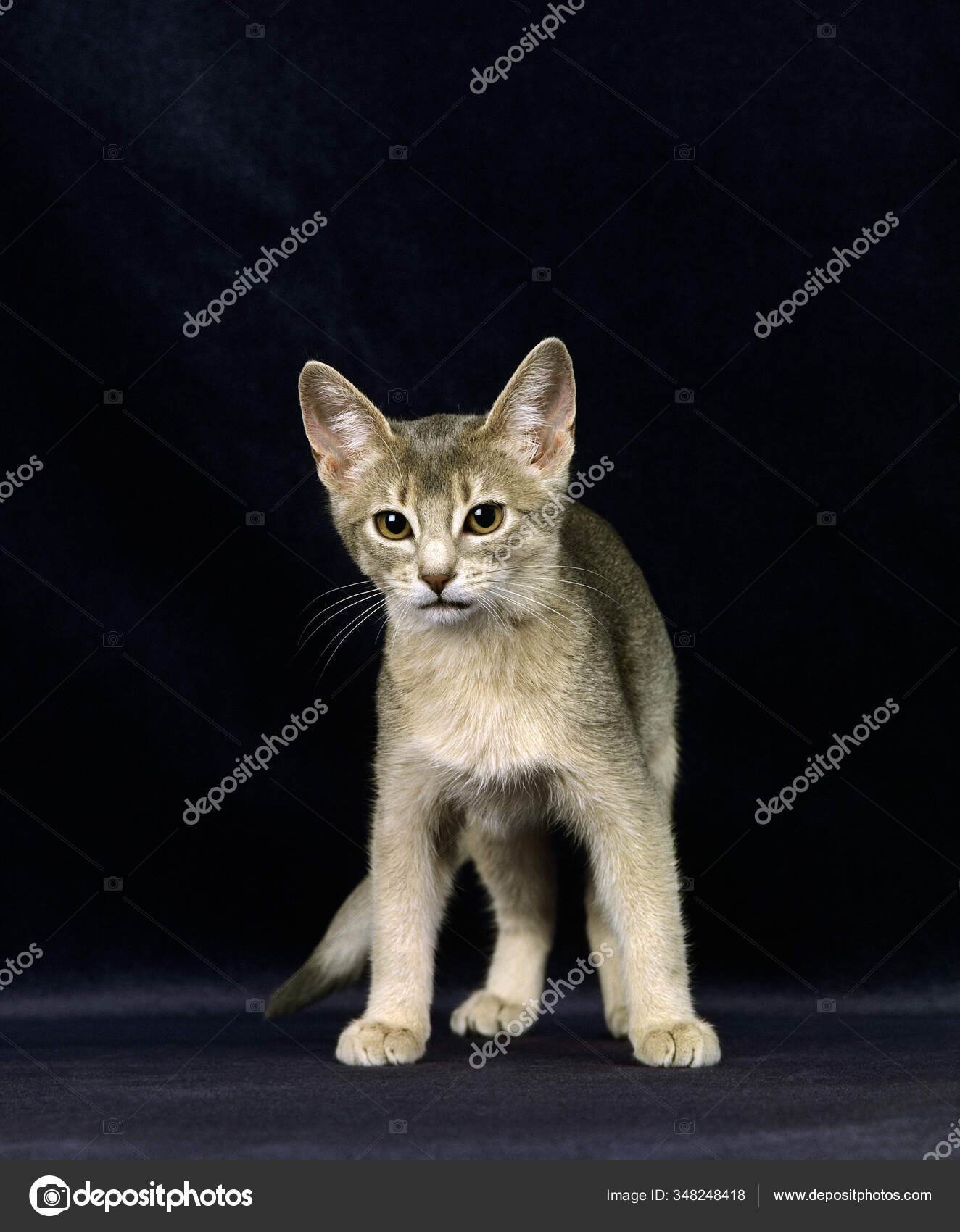 Black Abyssinian Cat