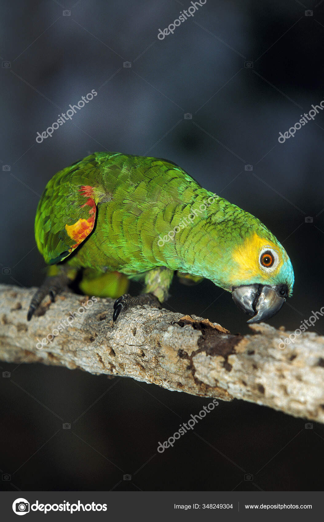 Blue Fronted Amazon Parrot Turquoise Fronted Amazon Parrot Amazona ... Blue Fronted Amazon Parrot Turquoise Fronted Amazon Parrot Amazona ...
