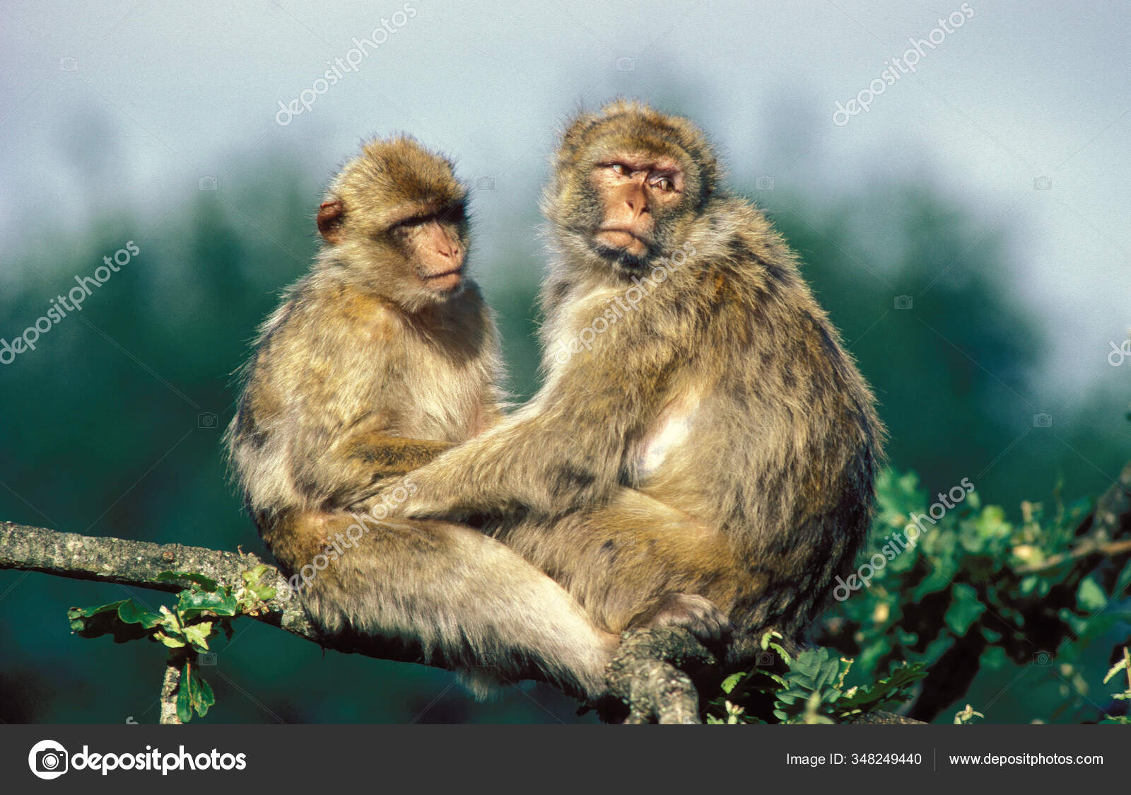 Barbary Macaque Mating