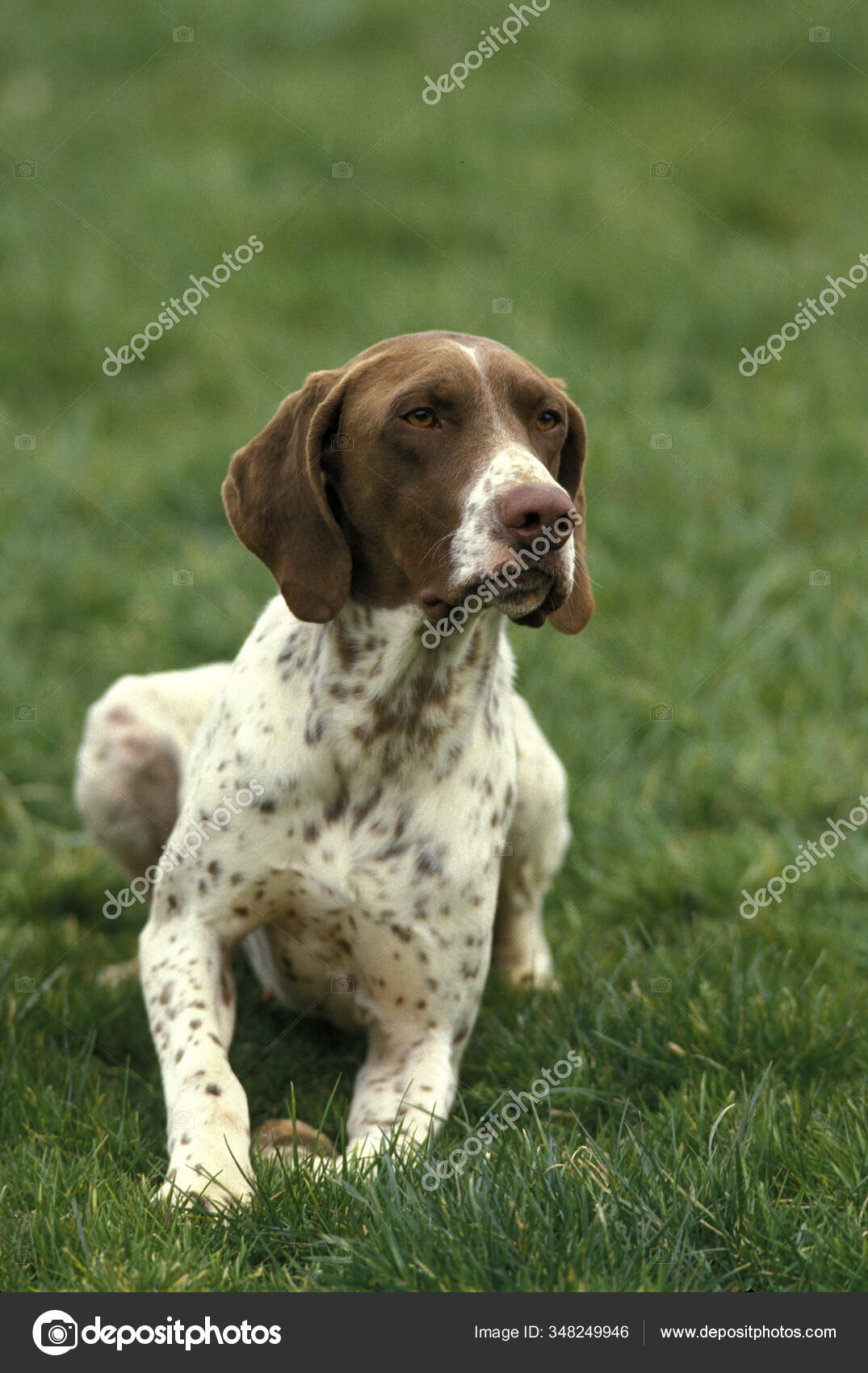 How To Get A Pet Passport For A Pointer In Italy