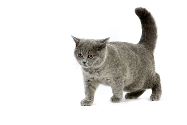 Blue British Shorthair Domestic Cat Female Sitting White Background ...
