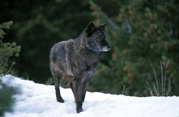 Mackenzie Valley Timber Wolf