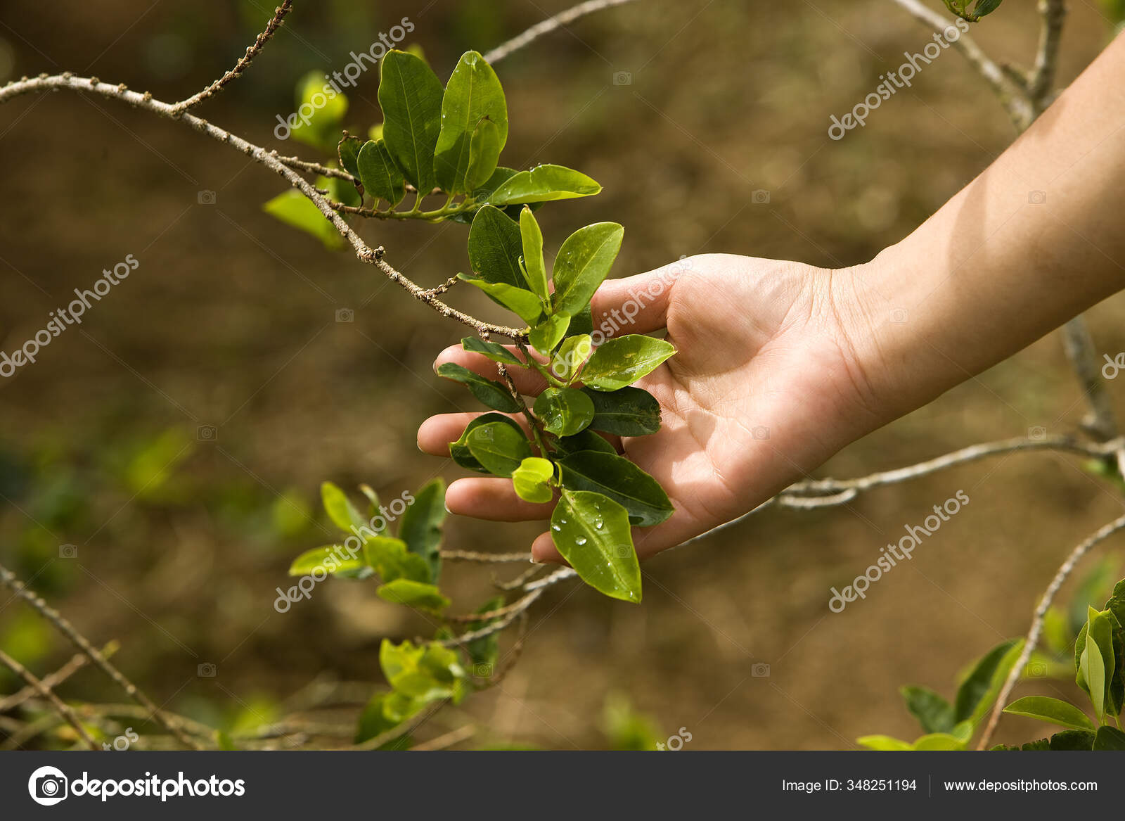 Coca Erythroxylum Coca Leaves Cocaine Production Peru — Stock ...