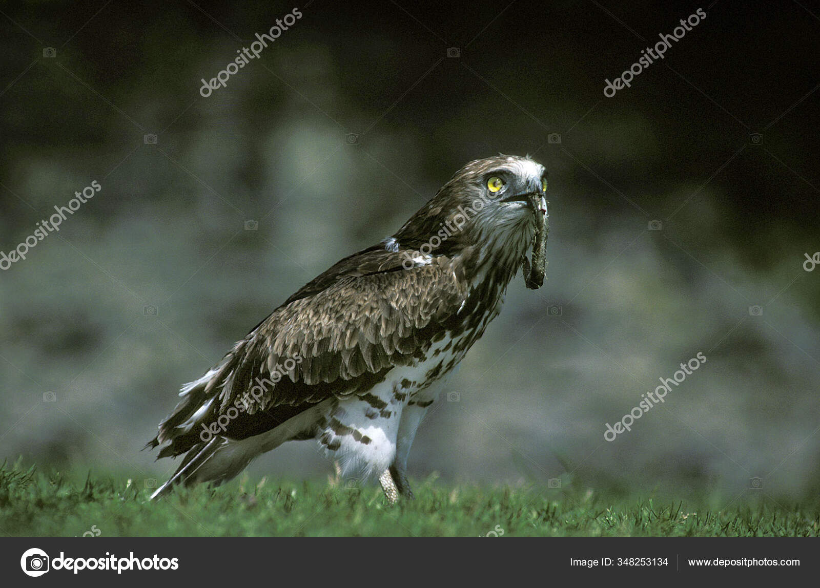 Short Toed Eagle Circaetus Gallicus Adult European Eel Its Beak — Stock ...