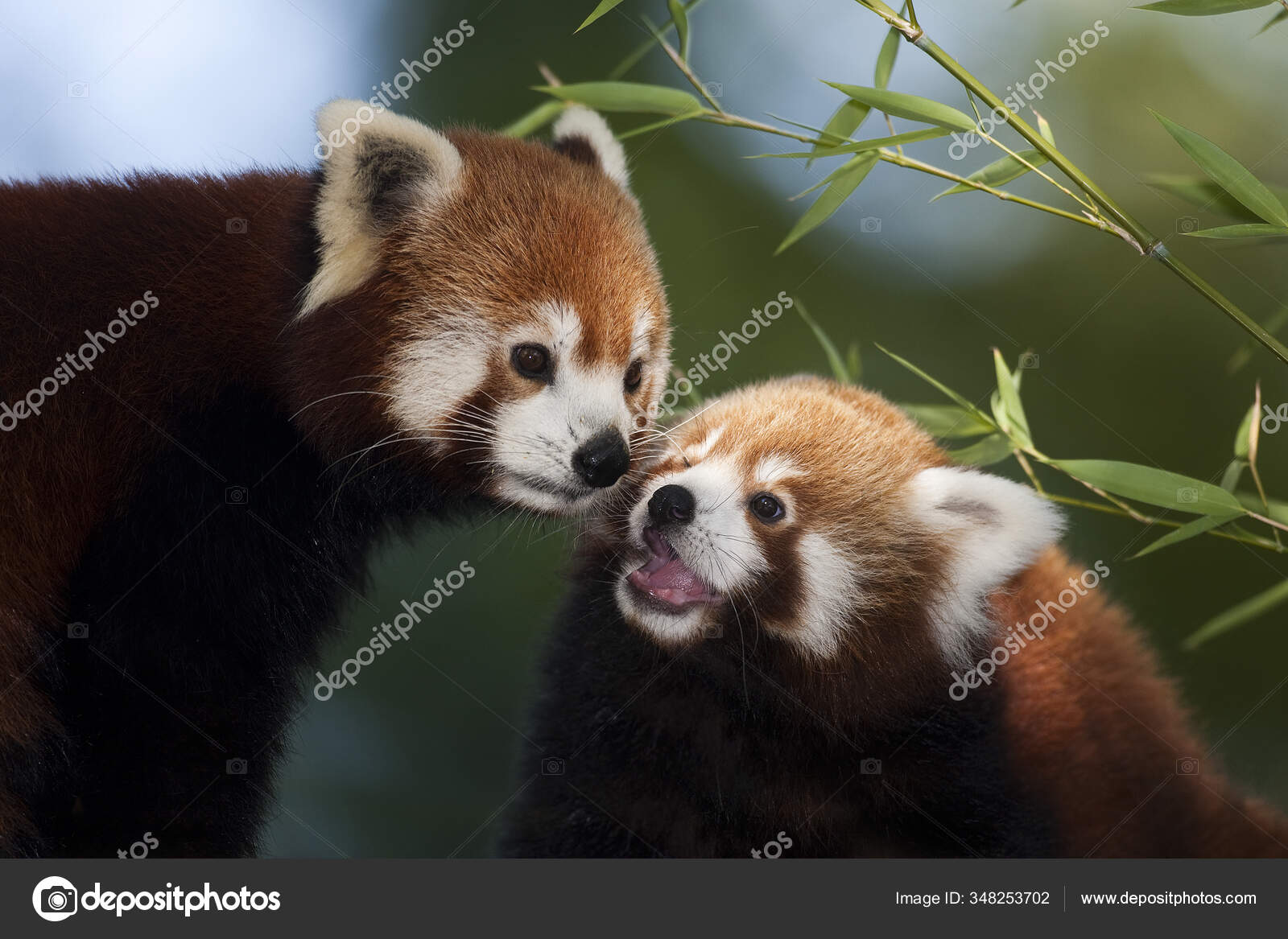 Cuddling Red Pandas
