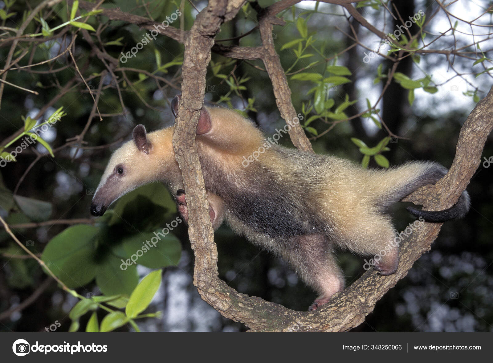 Southern Anteater Tamandua Tetradactyla Adult Standing Tree Pantanal ...