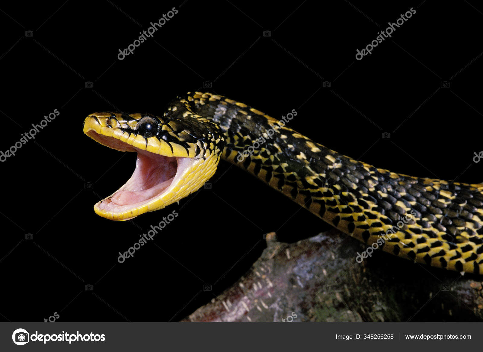 Tropical Rat Snake Spilotes Pullatus Adult Open Mouth Defensive Posture ...