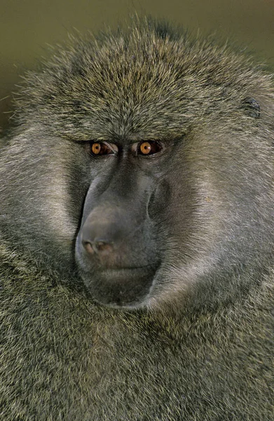 Baboon face Stock Photos, Royalty Free Baboon face Images | Depositphotos