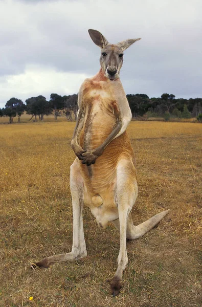 Kangaroo muscle Stock Photos, Royalty Free Kangaroo muscle Images ...