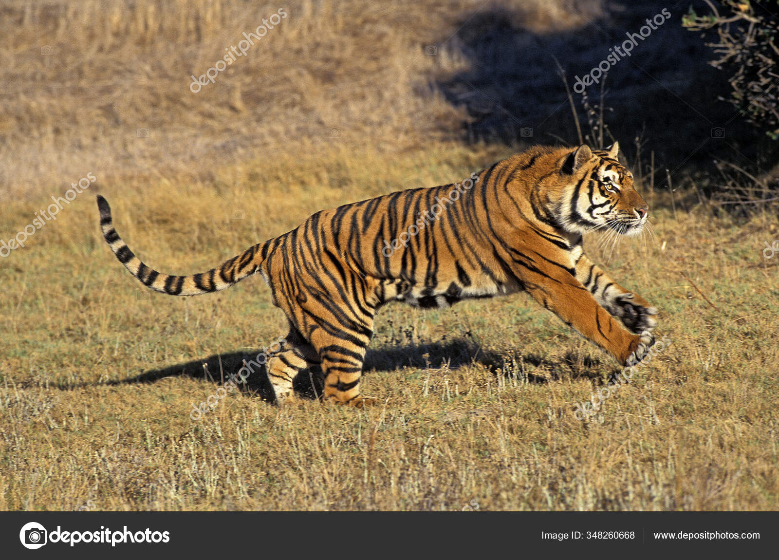 Tigre Bengala Pantera Tigris Tigris Carrera Adultos — Foto de stock ...