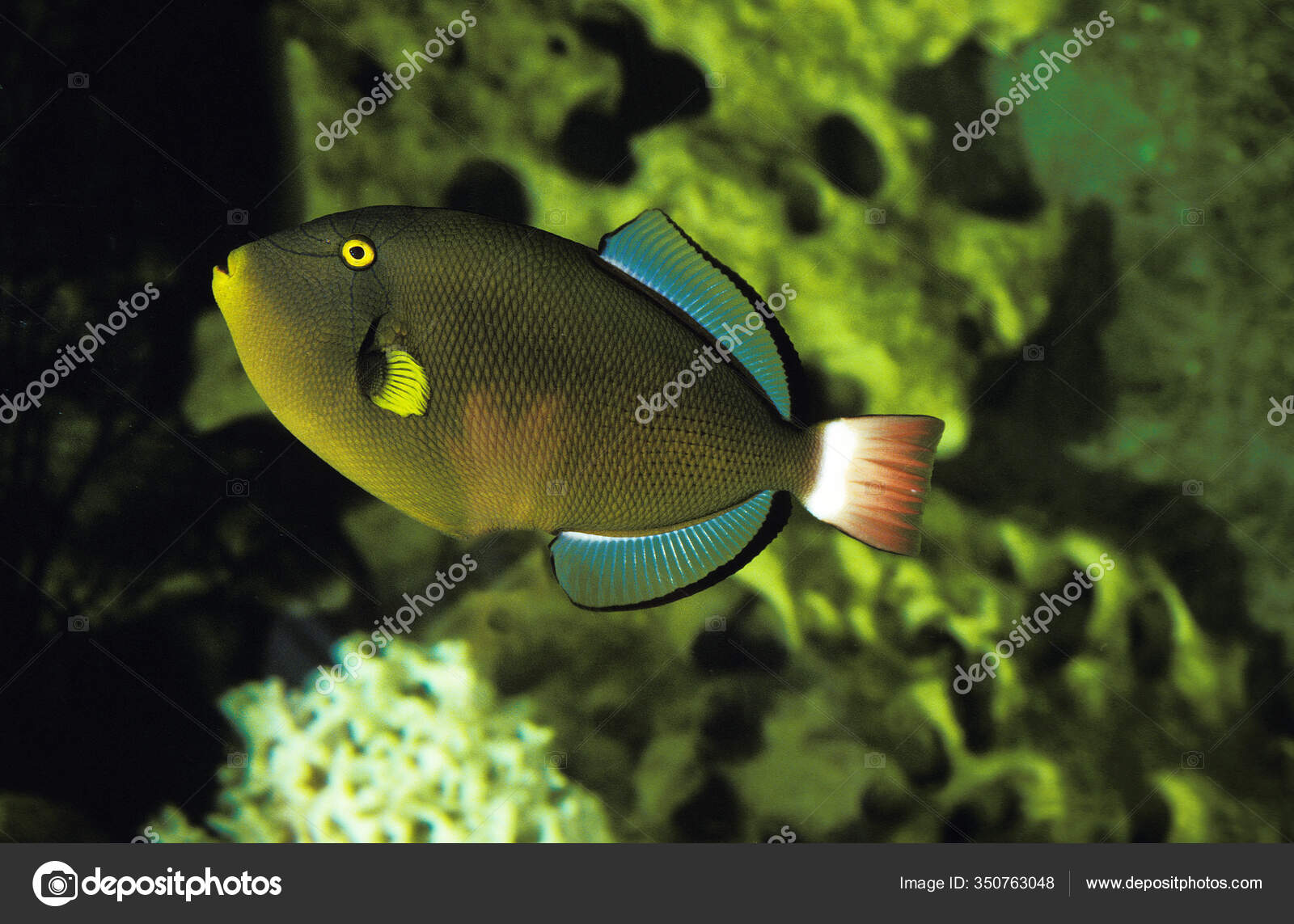 Juvenile Queen Triggerfish