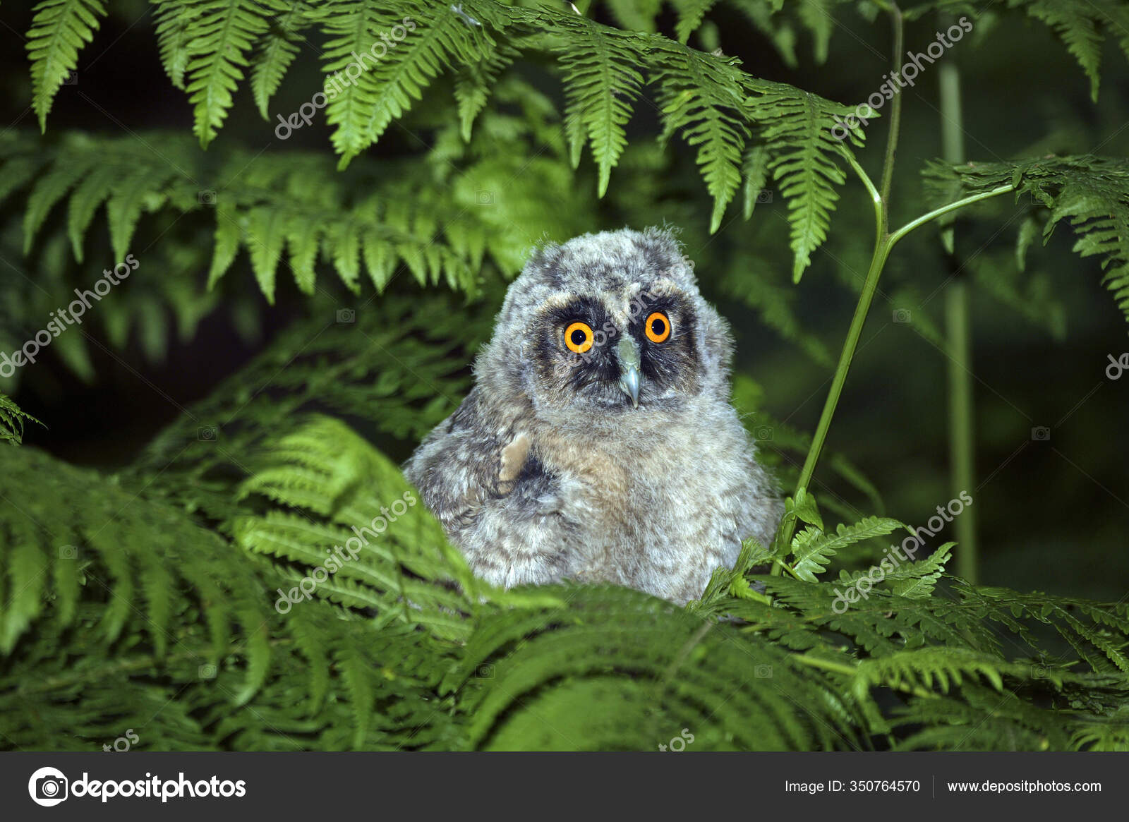 Búho Orejas Largas Asio Otus Joven Normandía: fotografía de stock ...
