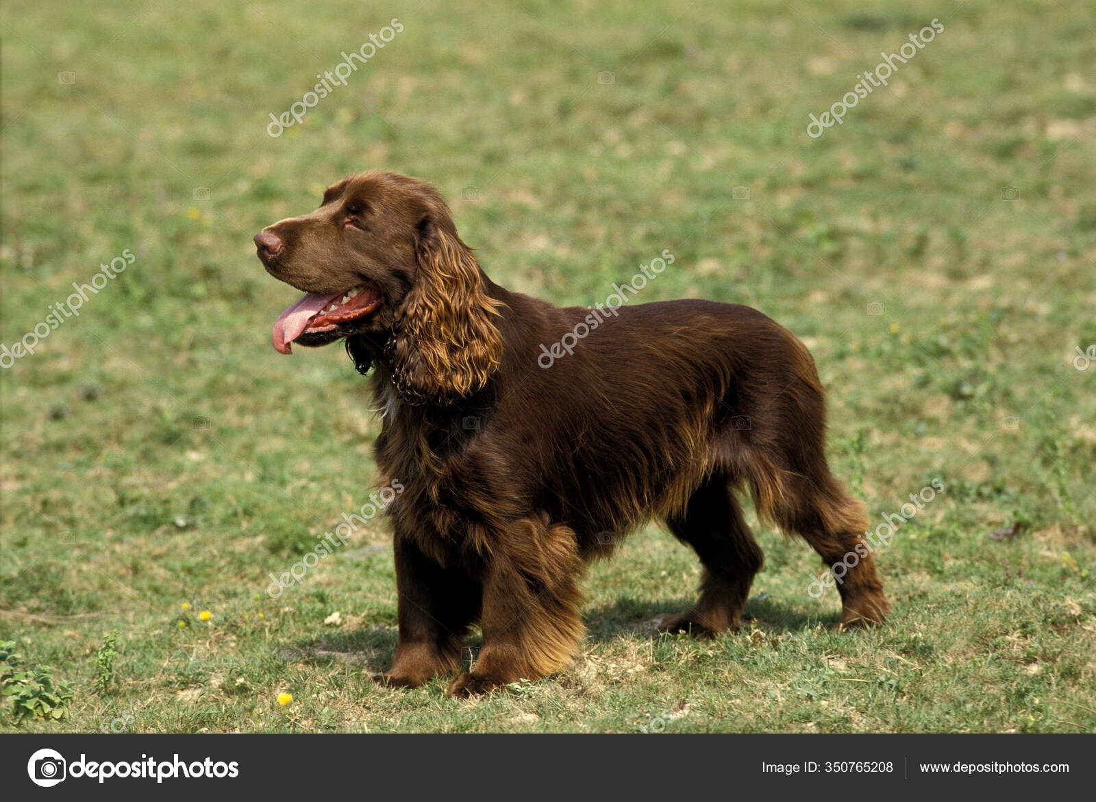 Do Russian Spaniel Howl