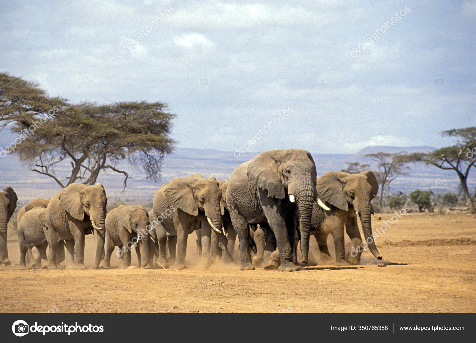 African Elephants Herd
