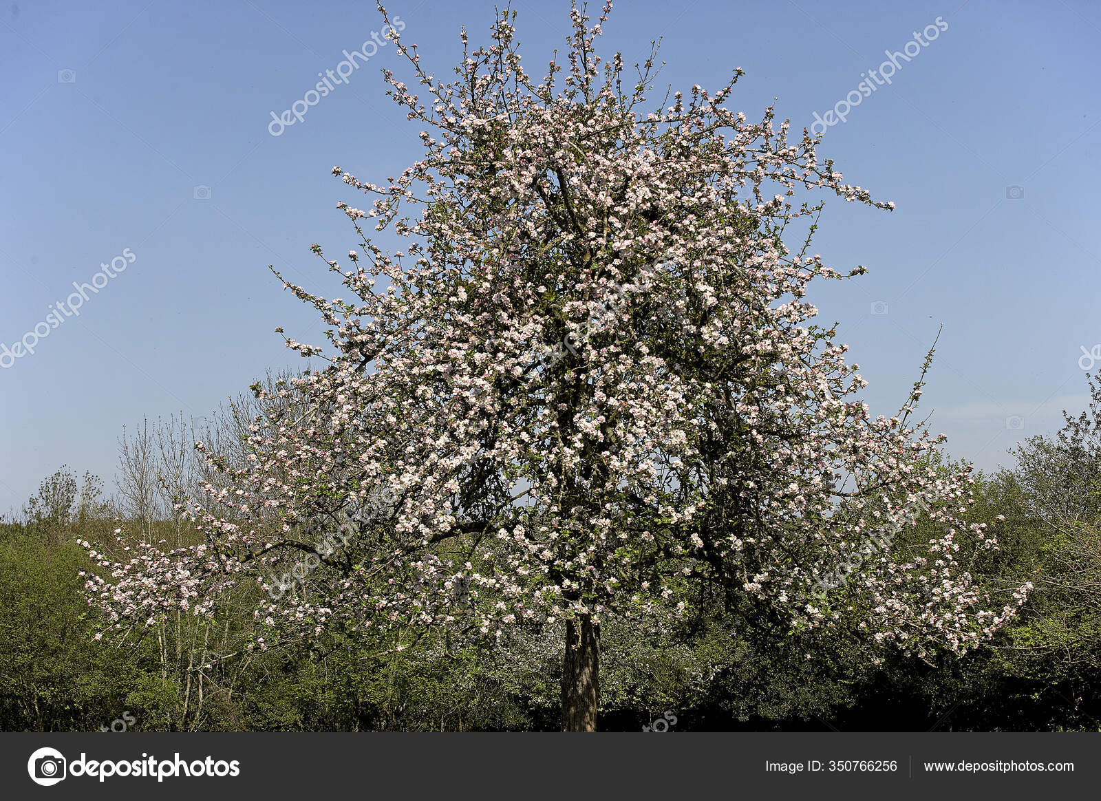 Blooming Cider Apple Tree Malus Domestica Normandy — Stock Photo ...