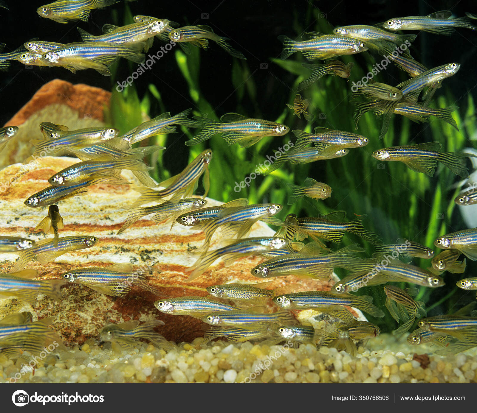 Zebra Freshwater Fish