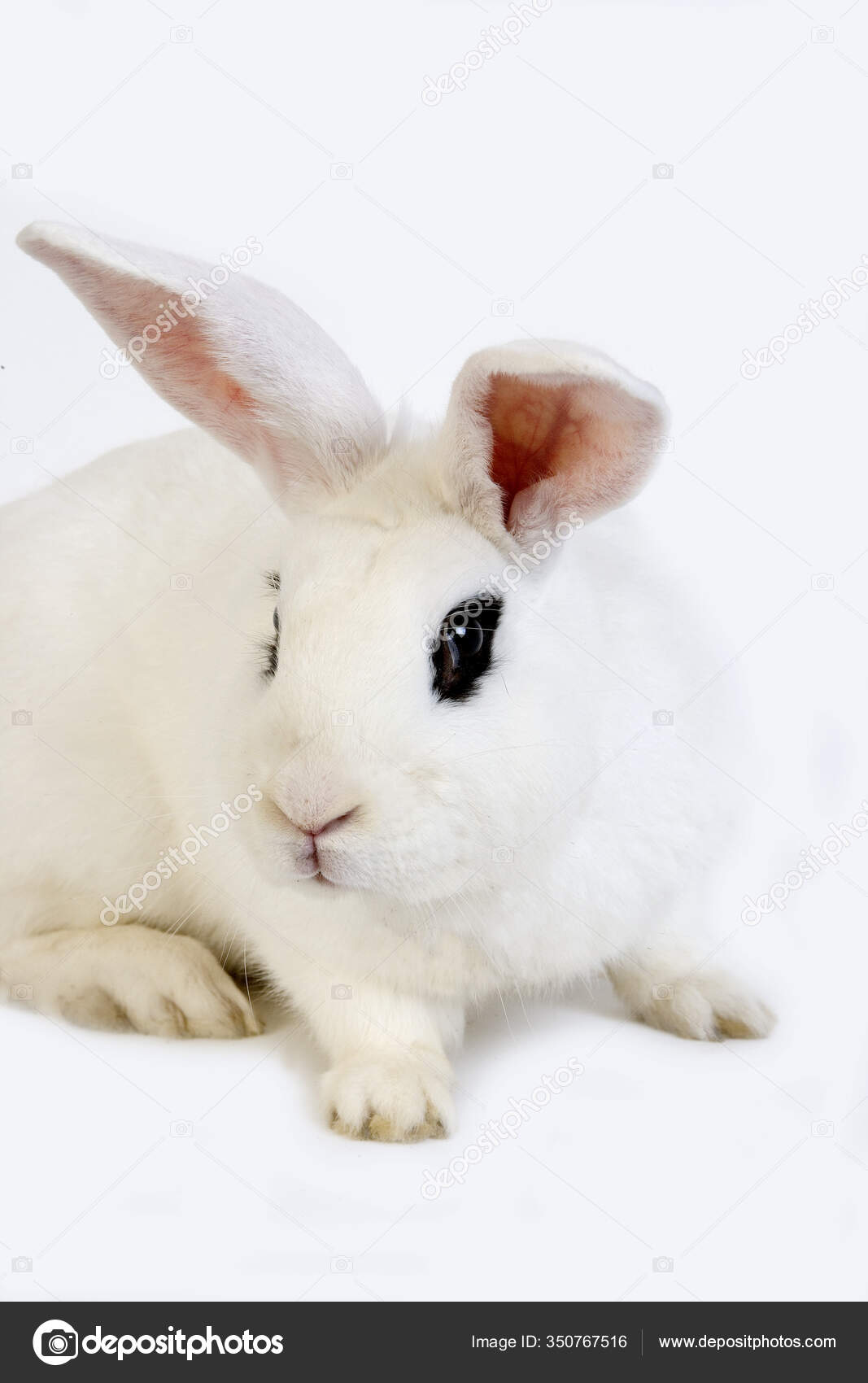 Blanc De Hotot Rabbit