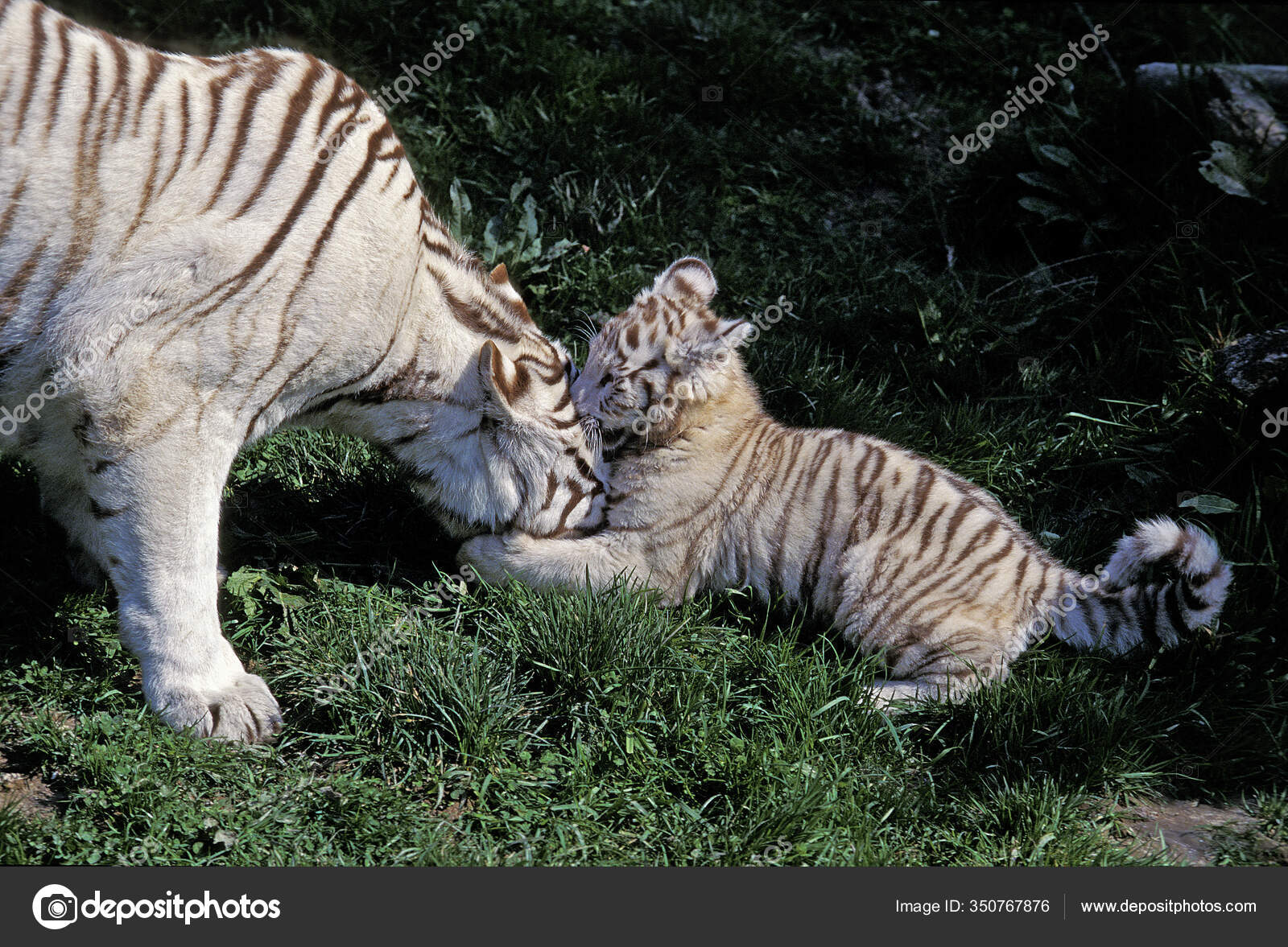 White Tiger Cubs With Mother