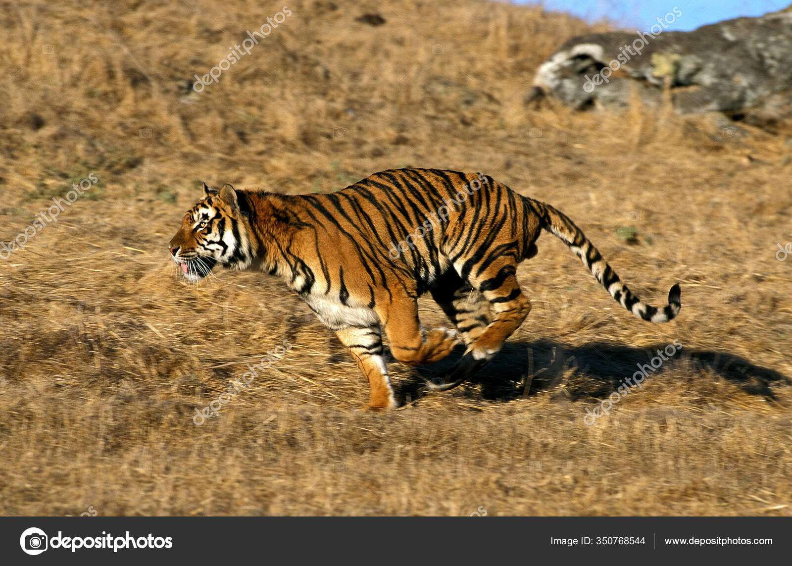 Bengal Tigers Running