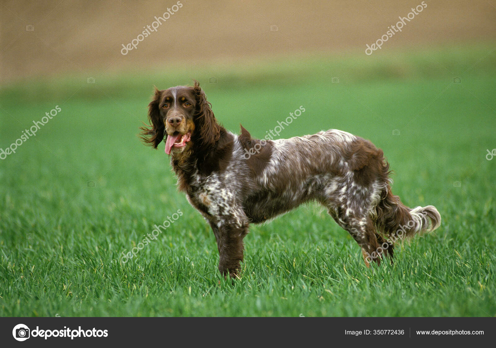 Are Picardy Spaniels Still In The Uk