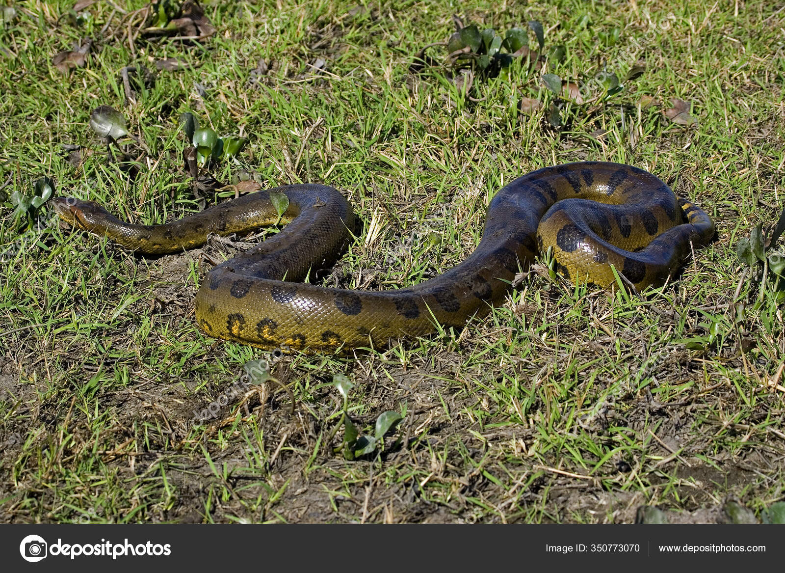Anaconda Verde Eunectes Murinus Los Lianos Venezuela: fotografía de ...