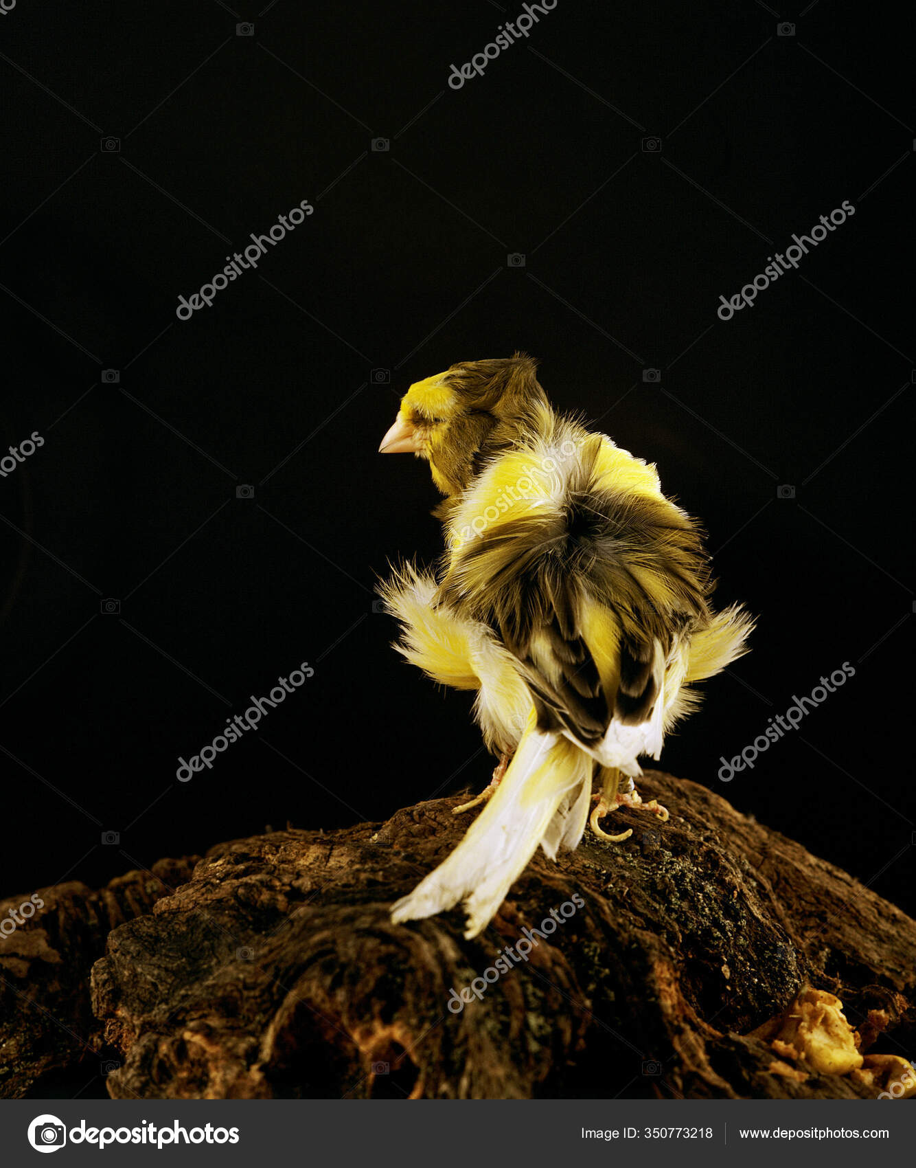 Frilled Canary