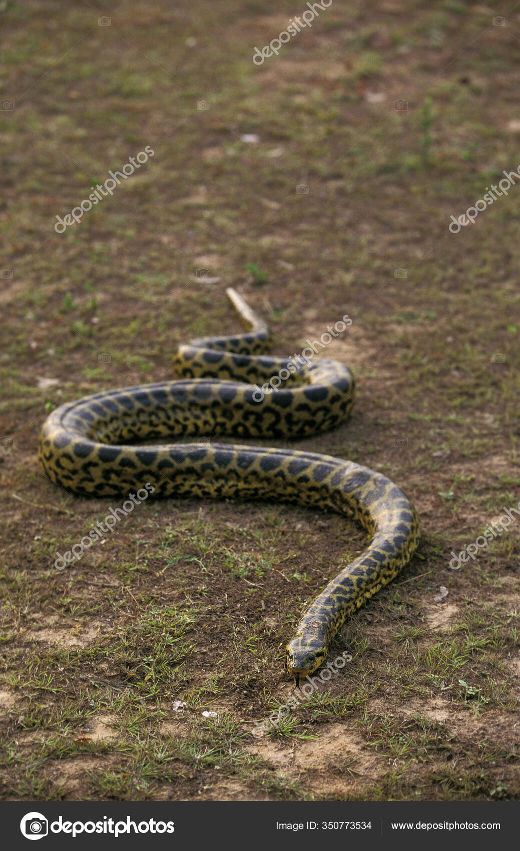 Green Anaconda Eunectes Murinus Pantanal Brazil Stock Photo by ...