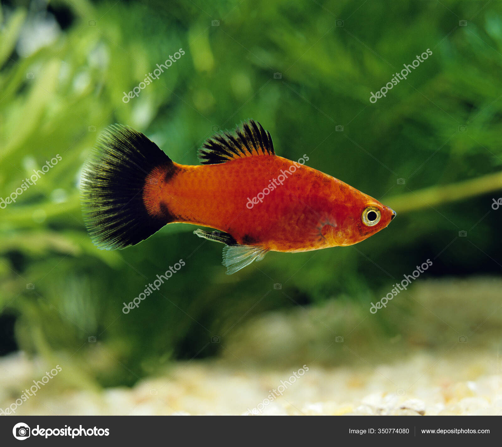 Wagtail Platy Fish Xiphophorus Maculatus — Stock Photo © slowmotiongli ...