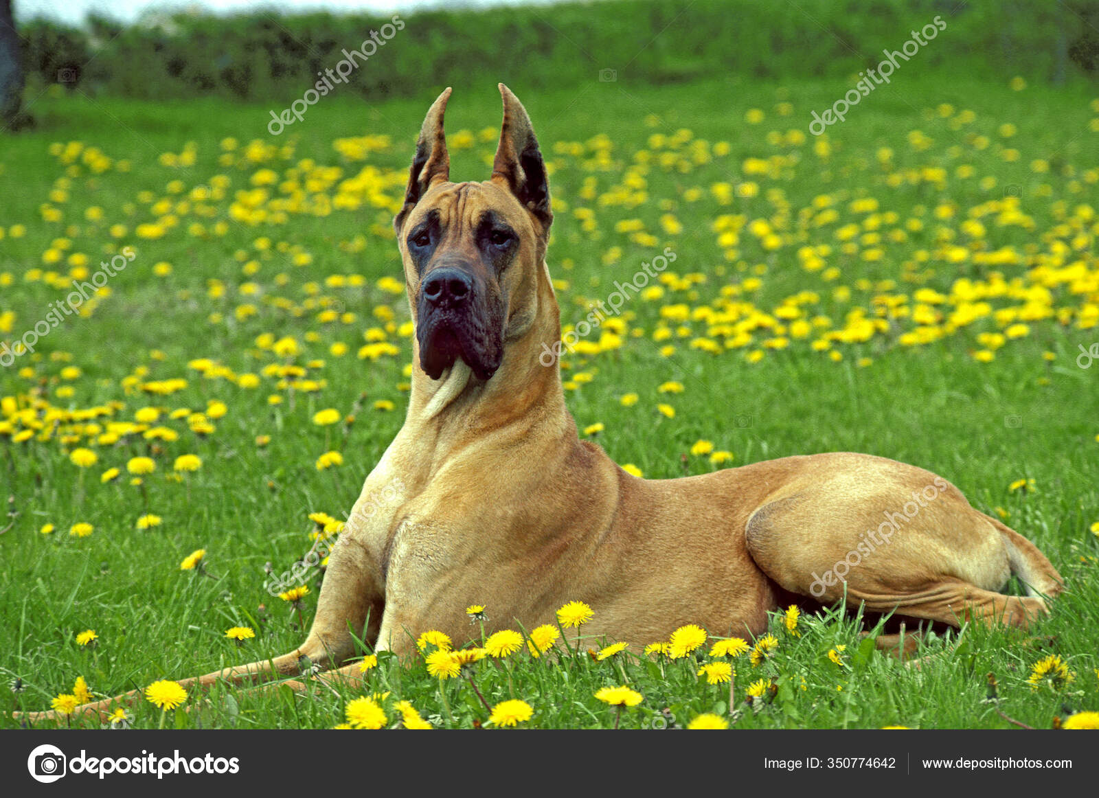 Great Dane German Mastiff Laying Dandelion's Flowers Old Standard Breed Stock Photo by ...