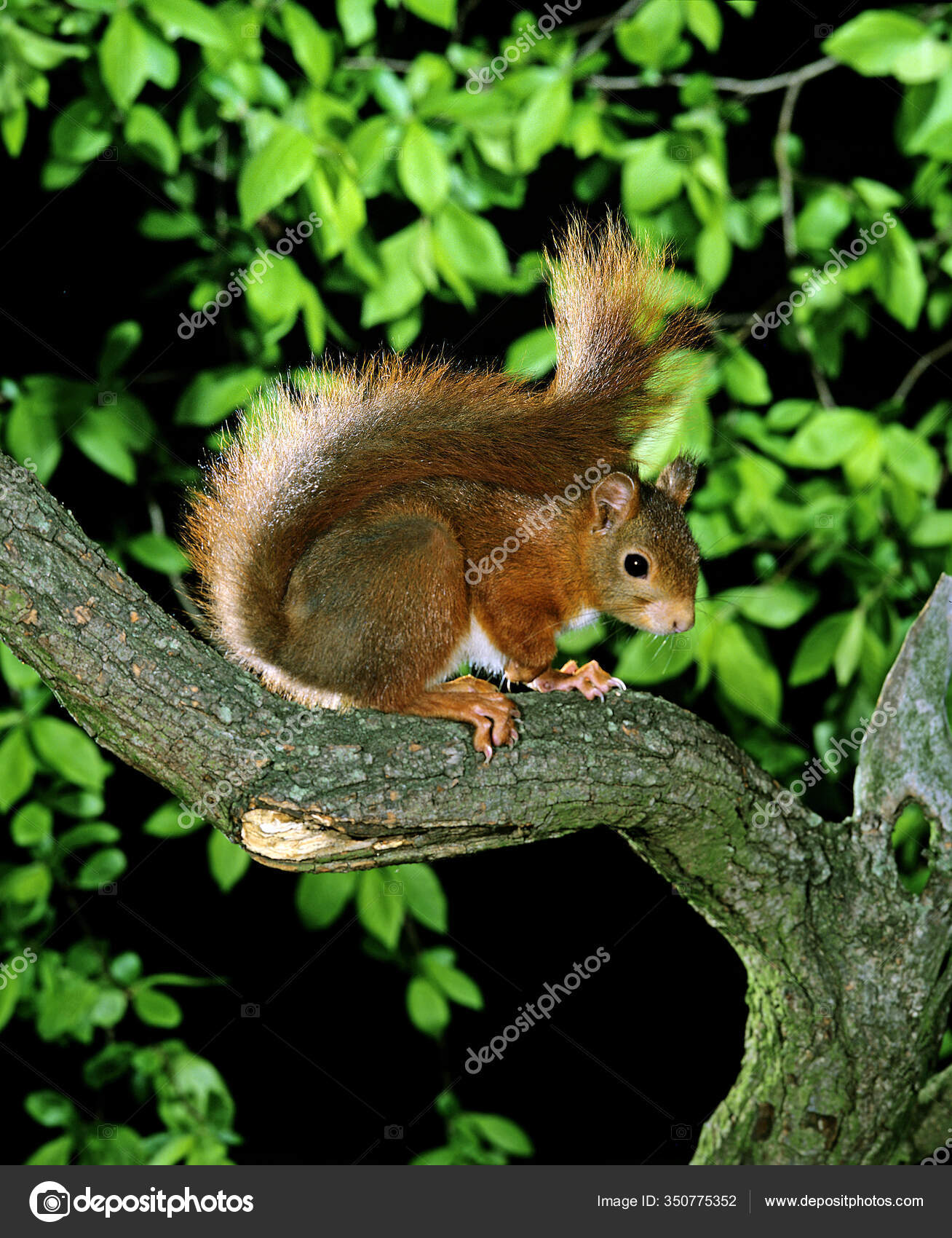 Red Squirrel Sciurus Vulgaris Male Standing Branch — Stock Photo ...