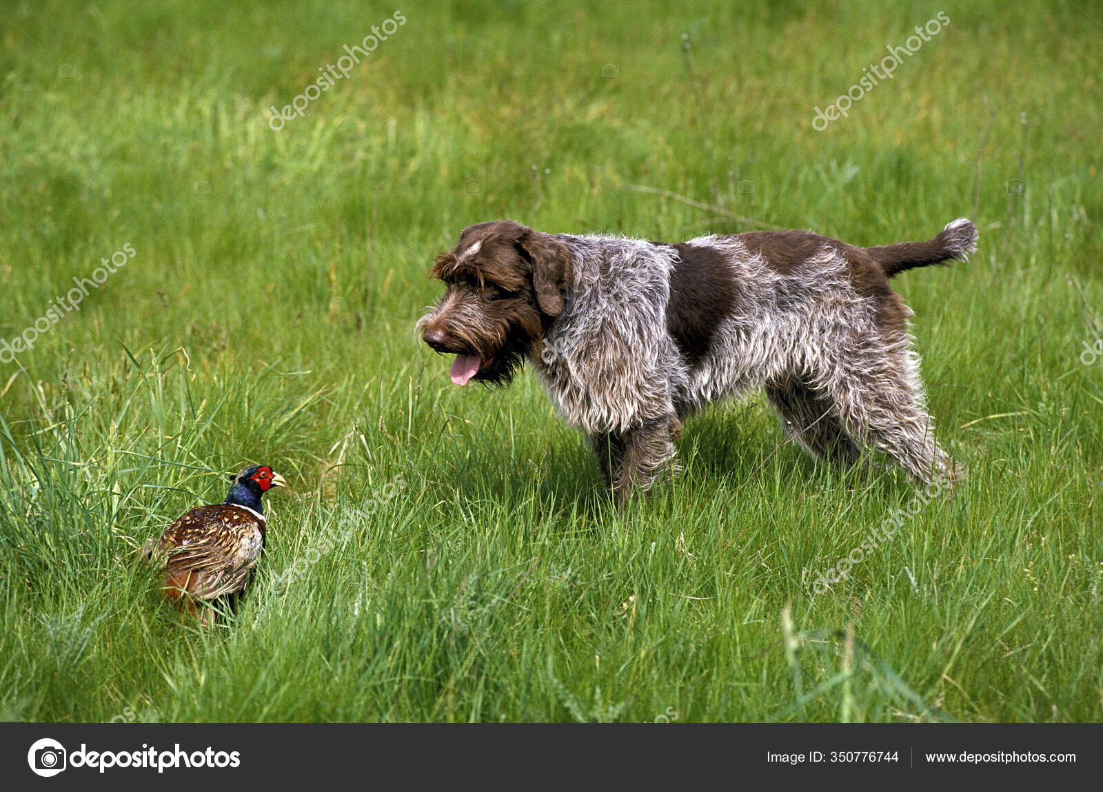 Griffon Hunting Dog