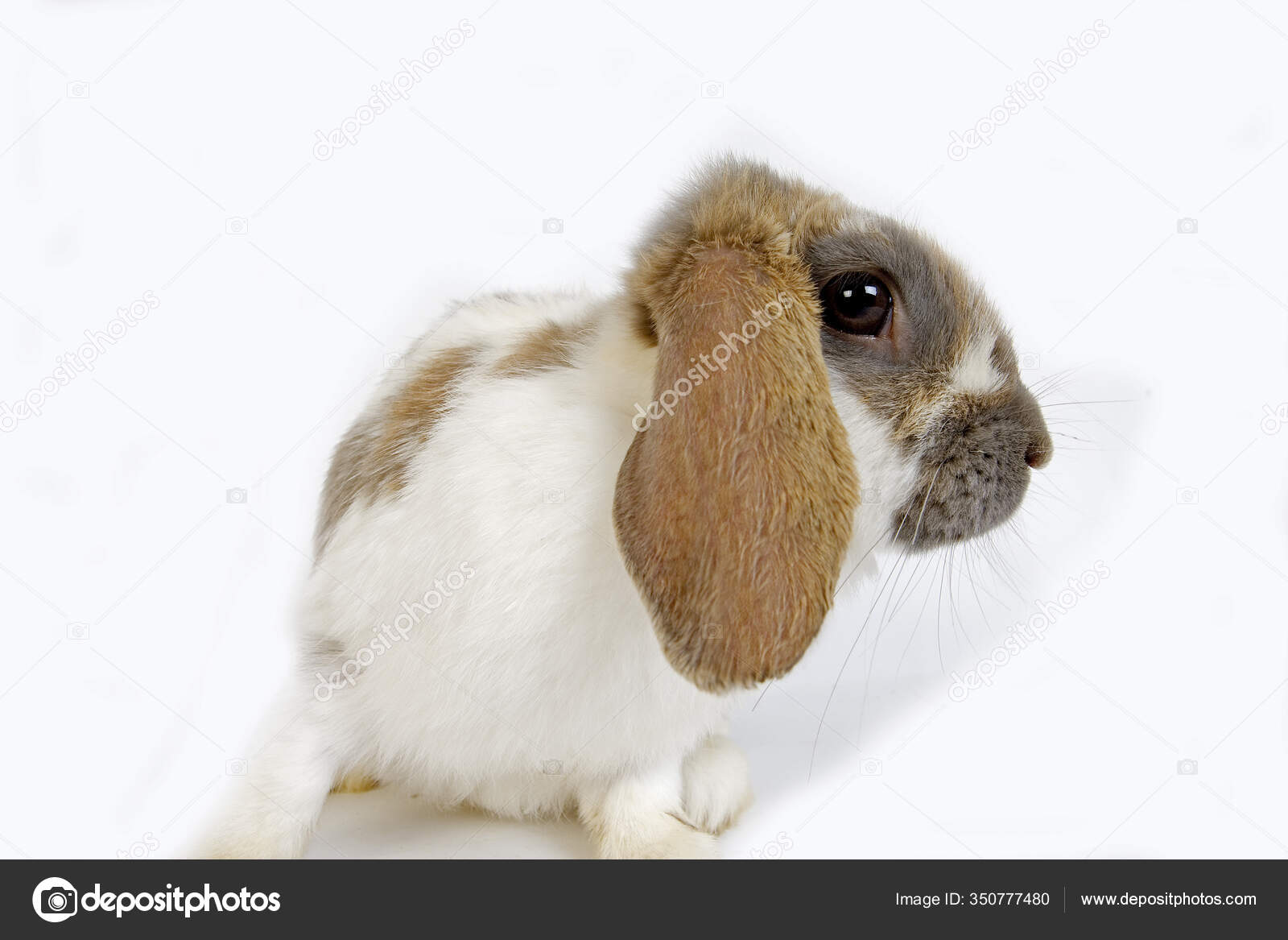 Adorable Lop Eared Bunnies
