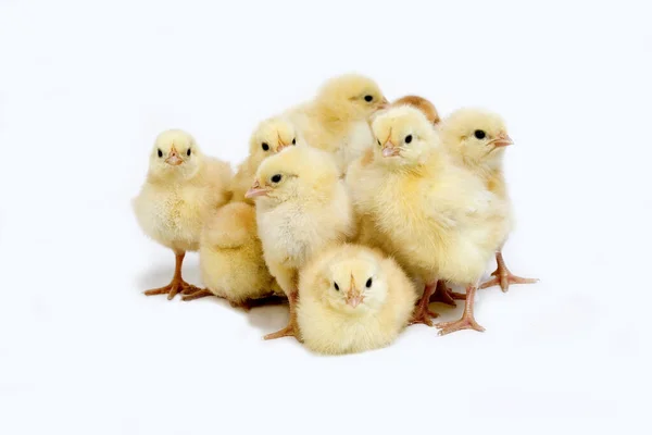 Seven chicks Stock Photos, Royalty Free Seven chicks Images | Depositphotos
