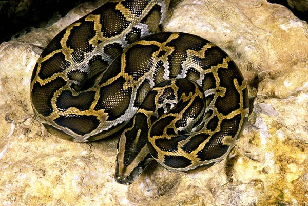 Python indien images libres de droit, photos de Python indien ...