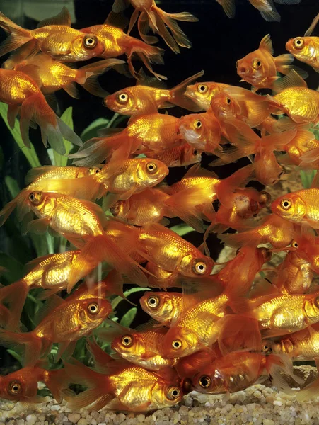 Dragon fishes Stock Photos, Royalty Free Dragon fishes Images ...