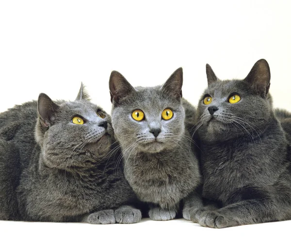 Chartreux cat Stock Photos, Royalty Free Chartreux cat Images ...