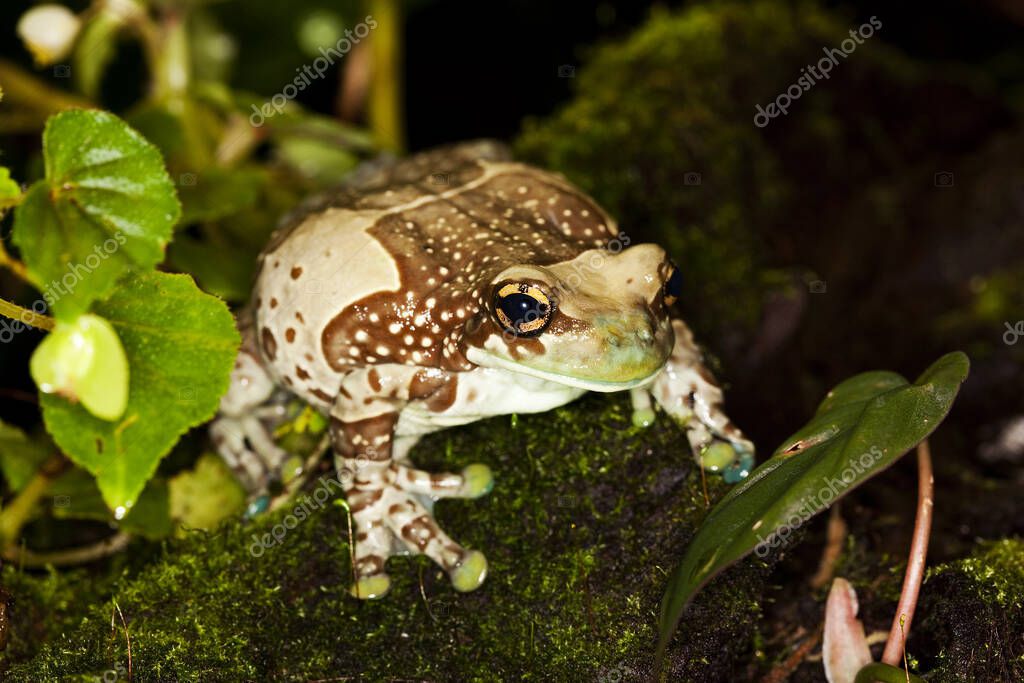 Rana de leche amazónica, phrynohyas resinifictrix, Adulto 2024