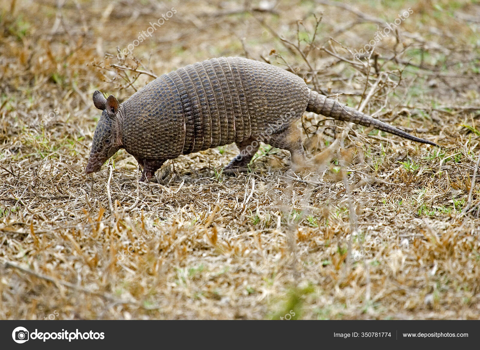 Nine Banded Armadillo Dasypus Novemcinctus Adult Pampa Los Lianos ...