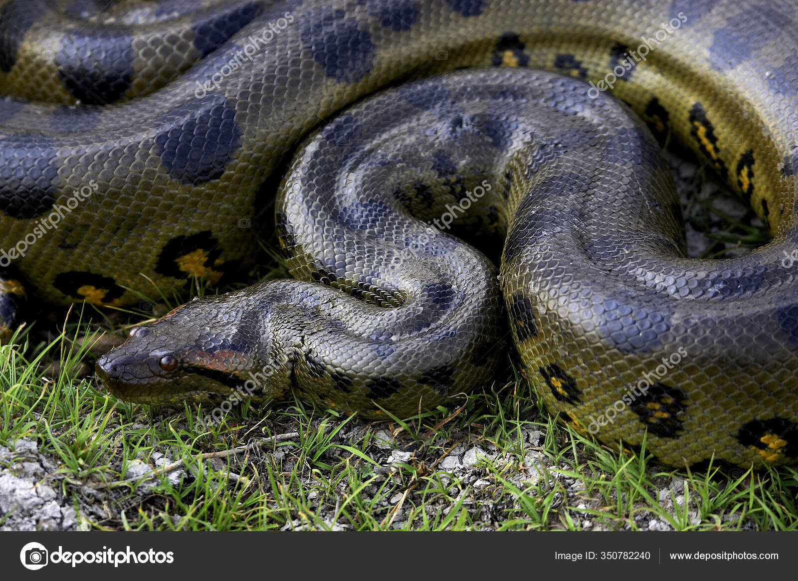 Green Anaconda Attack