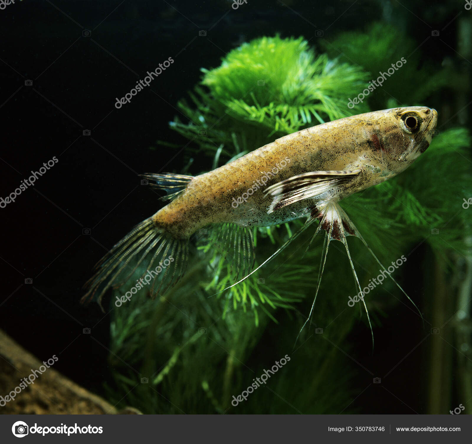 Butterfly Fish Freshwater