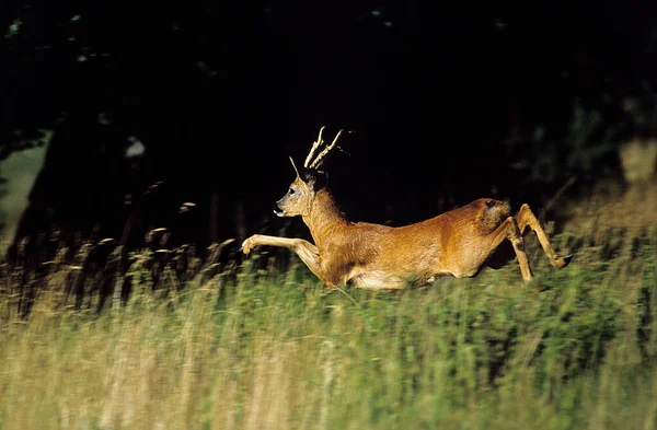 Dollari Di Cervo Dalla Coda Bianca Mostruoso