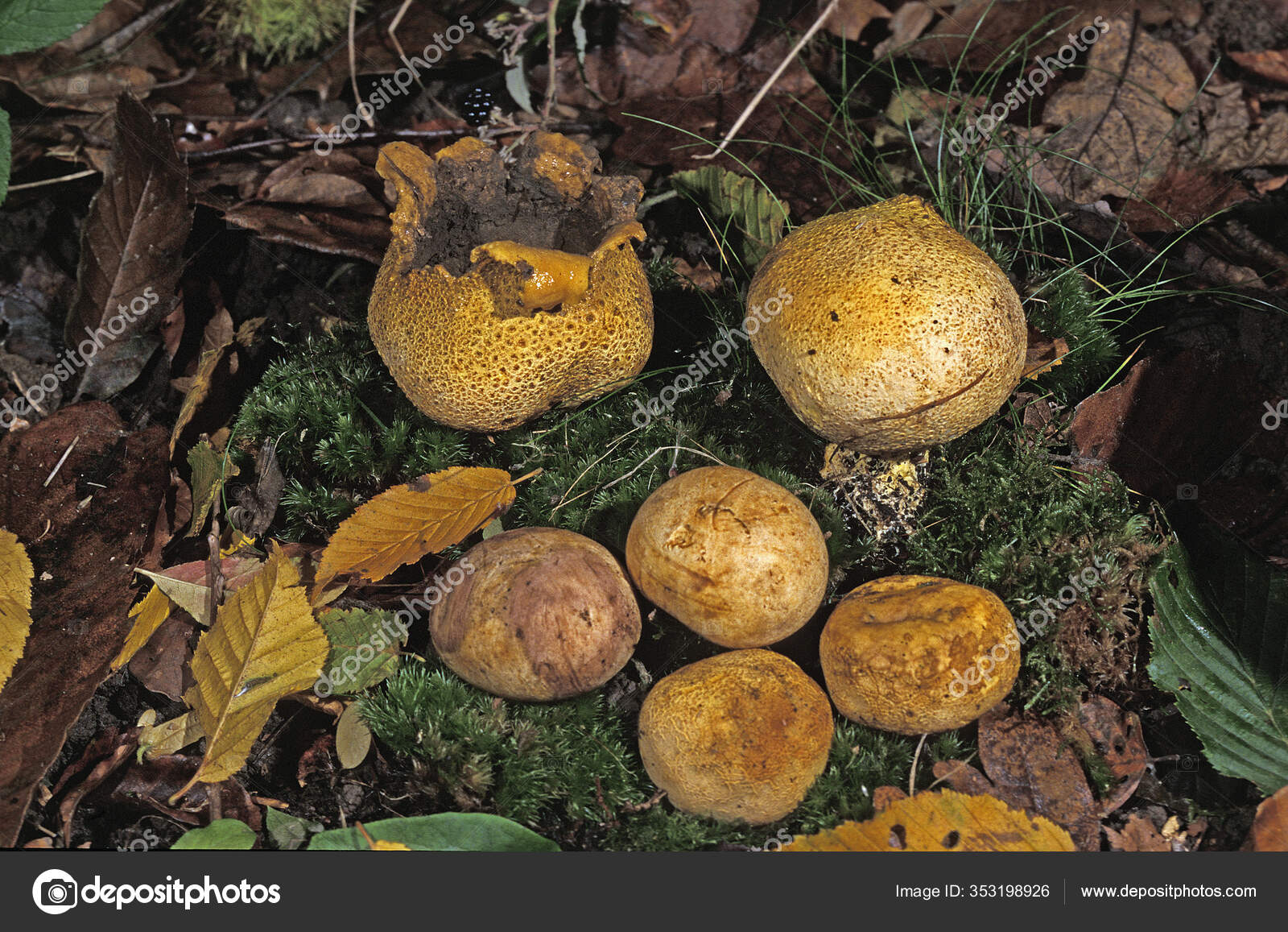Common Earthball Scleroderma Citrinum — Stock Photo © slowmotiongli ...