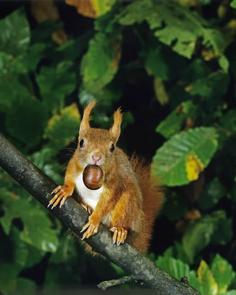 Sciurus vulgaris Stock Photos, Royalty Free Sciurus vulgaris Images ...