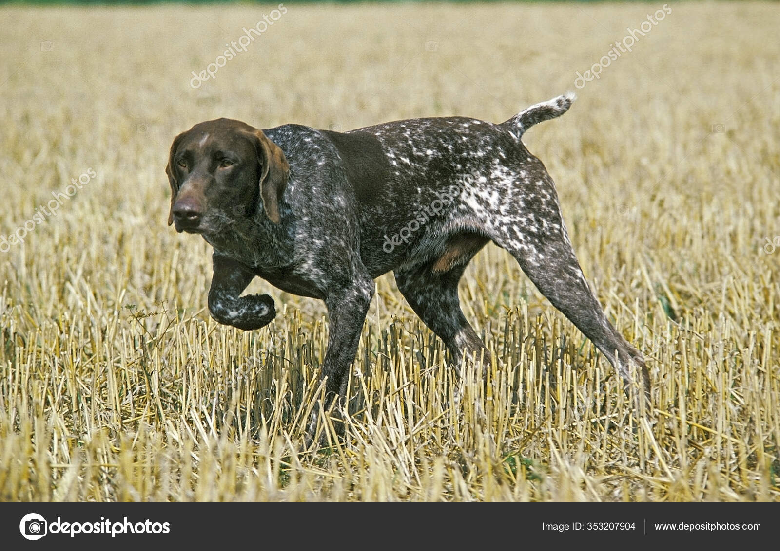 Pointer Dog Pointing
