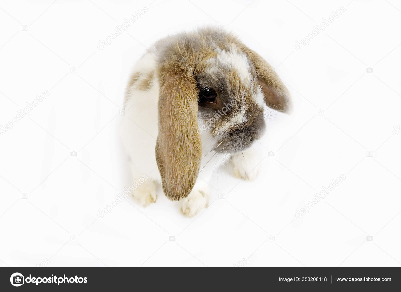 Lop Eared Domestic Rabbit White Background — Stock Photo ...