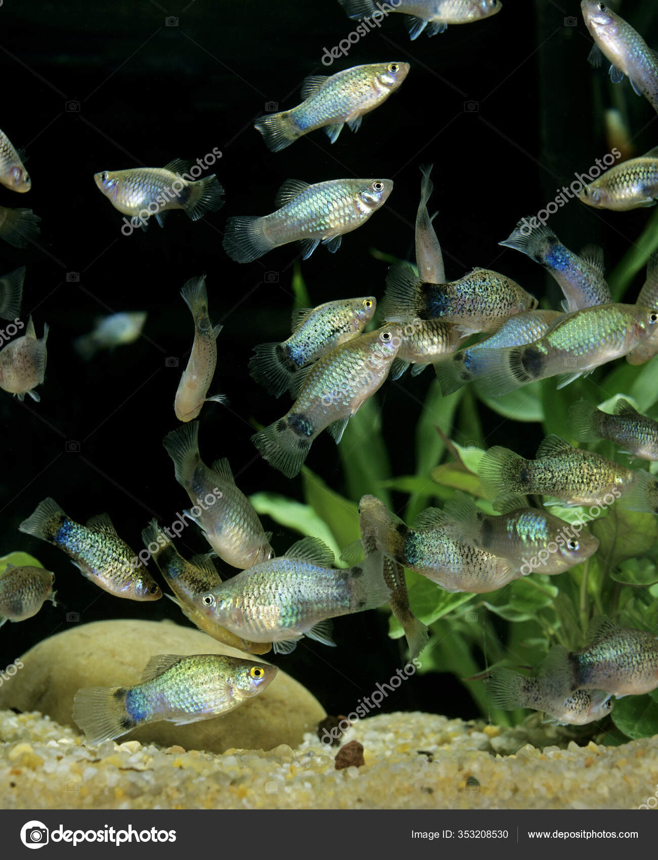 Neon Blue Wag Platy