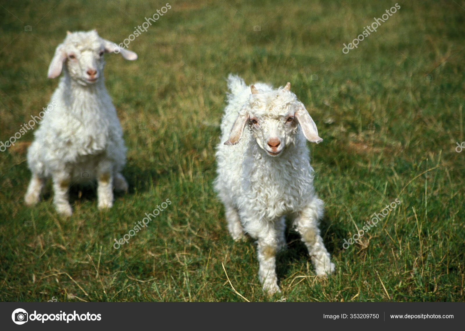 Angora Goat Kids